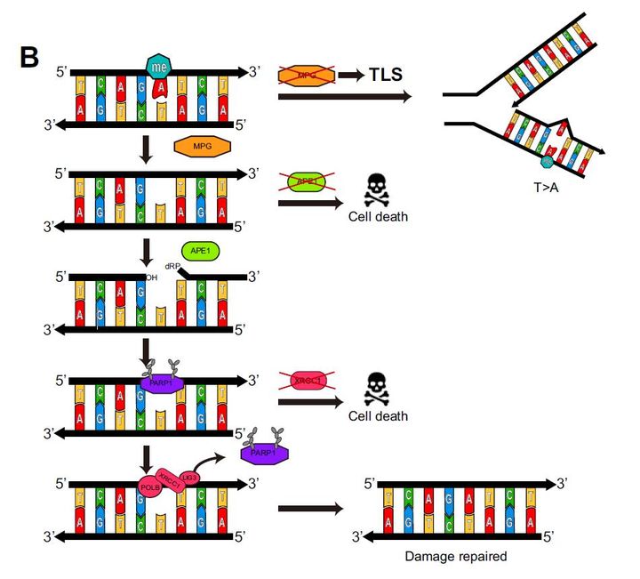 UNIST·IBS, 교모세포종 항암제 내성 극복할 단서 찾아