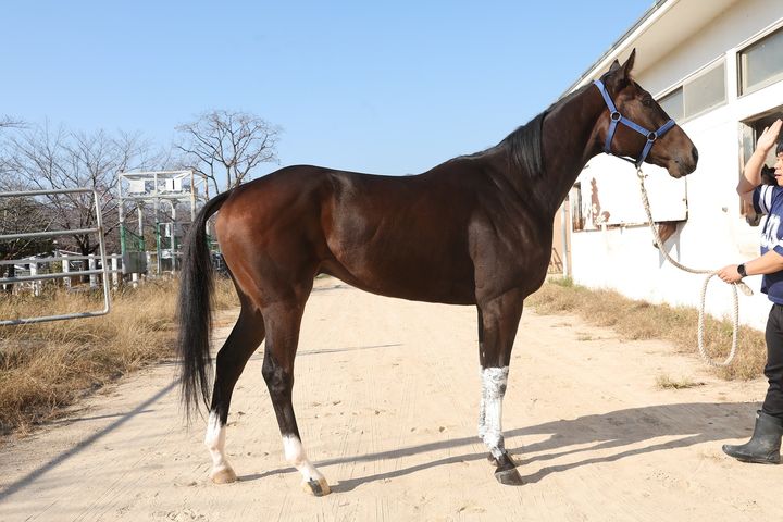 "1200m 단거리 최강마 가린다"…'KRA 스프린트' 30일 첫 시행 :: 공감언론 뉴시스